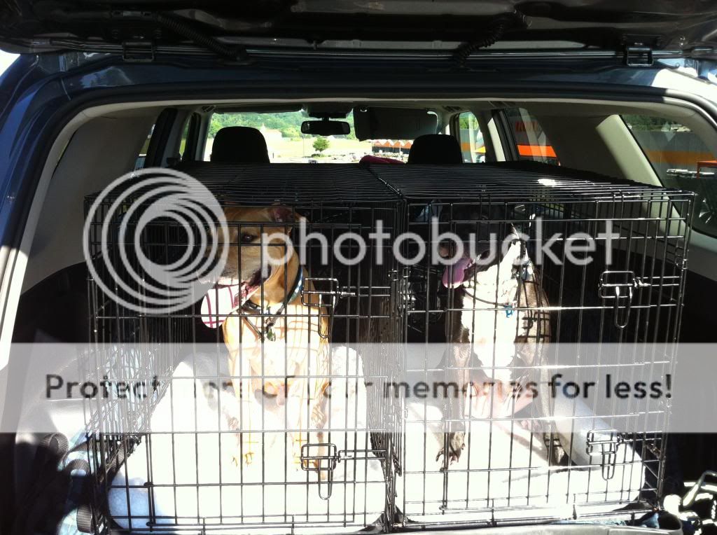 Dog Barrier Recommendations - Page 2 - Toyota 4Runner Forum - Largest ...