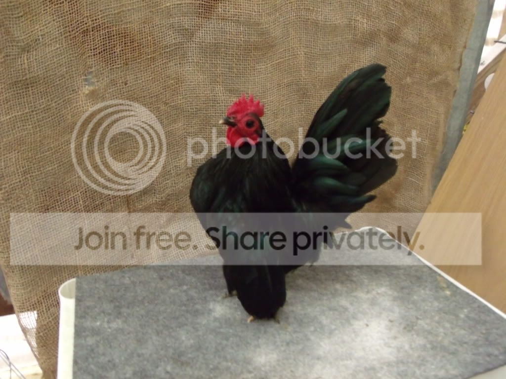 Seramas | BackYard Chickens - Learn How to Raise Chickens